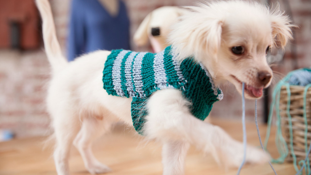 Knit a Custom-Fit Dog Sweater by Wendy Bernard - Creativebug